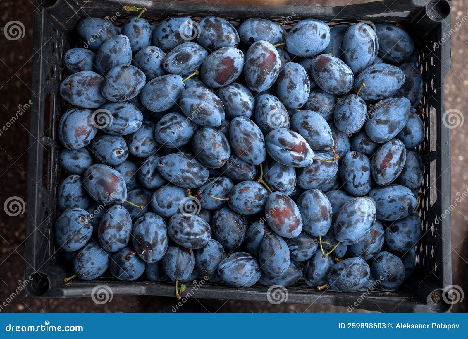 Fresh ripe plums in a box. stock image. Image of food - 259898603