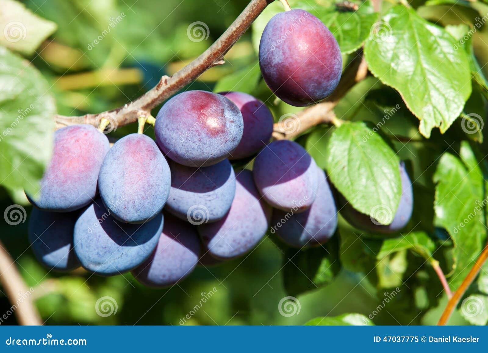 Fresh ripe plums stock image. Image of plum, vitamins - 47037775
