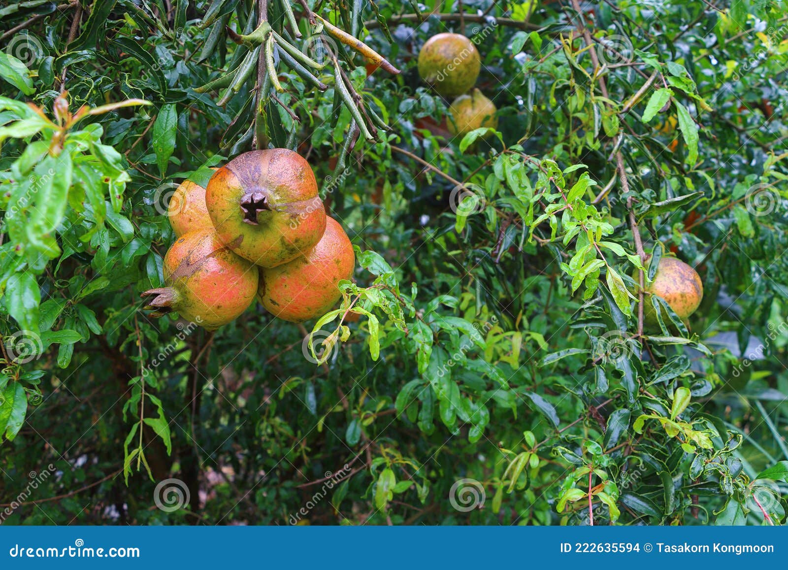 Fresh Ripe Pomegranate on Tree Branch Stock Photo - Image of plant ...