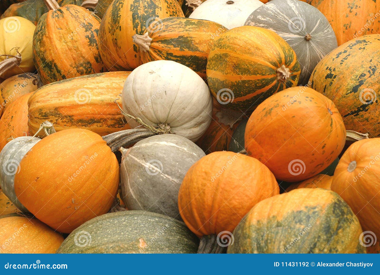 Fresh ripe pumpkins stock photo. Image of nature, horizontal - 11431192