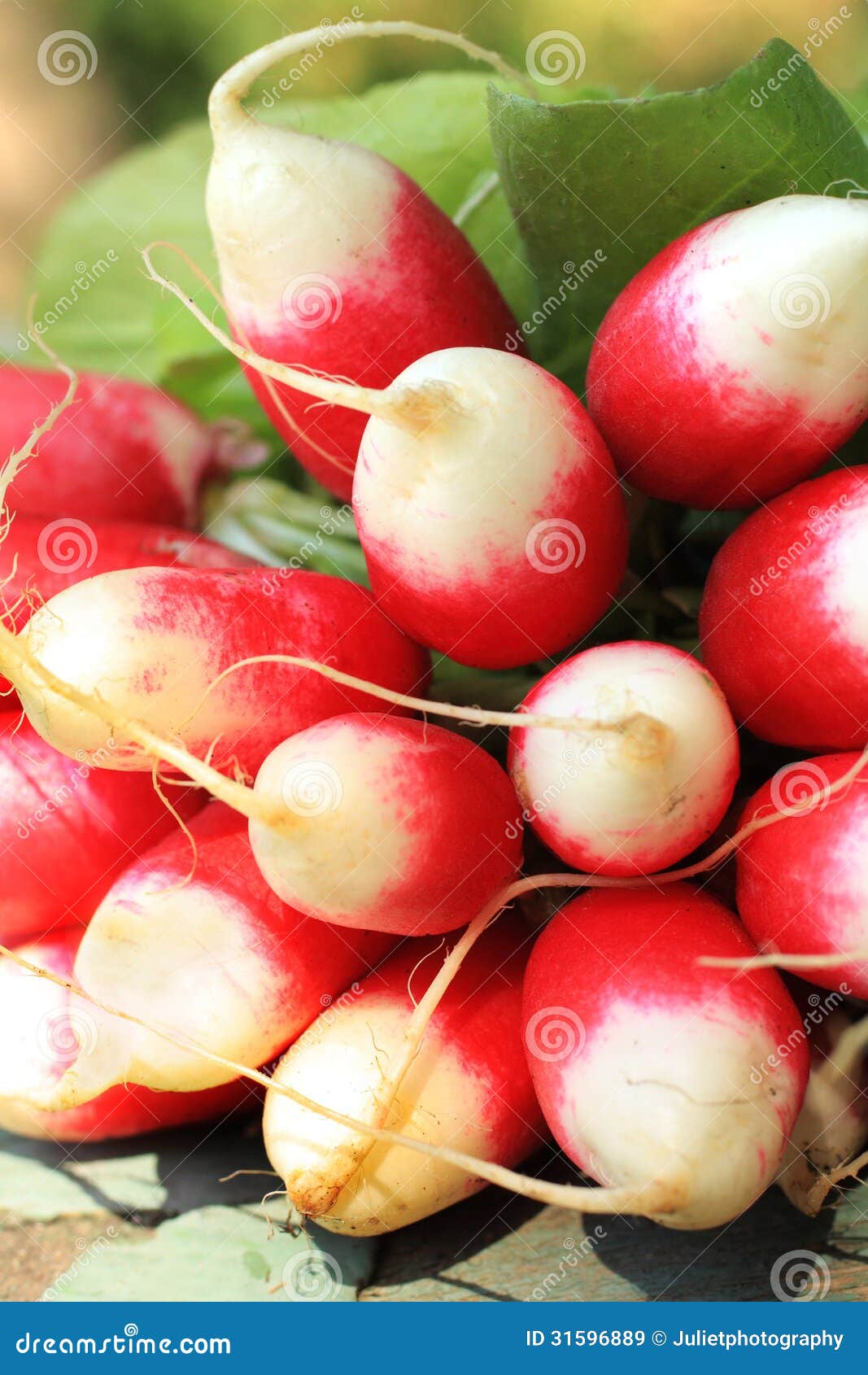 Fresh ripe radish closeup stock image. Image of nature - 31596889