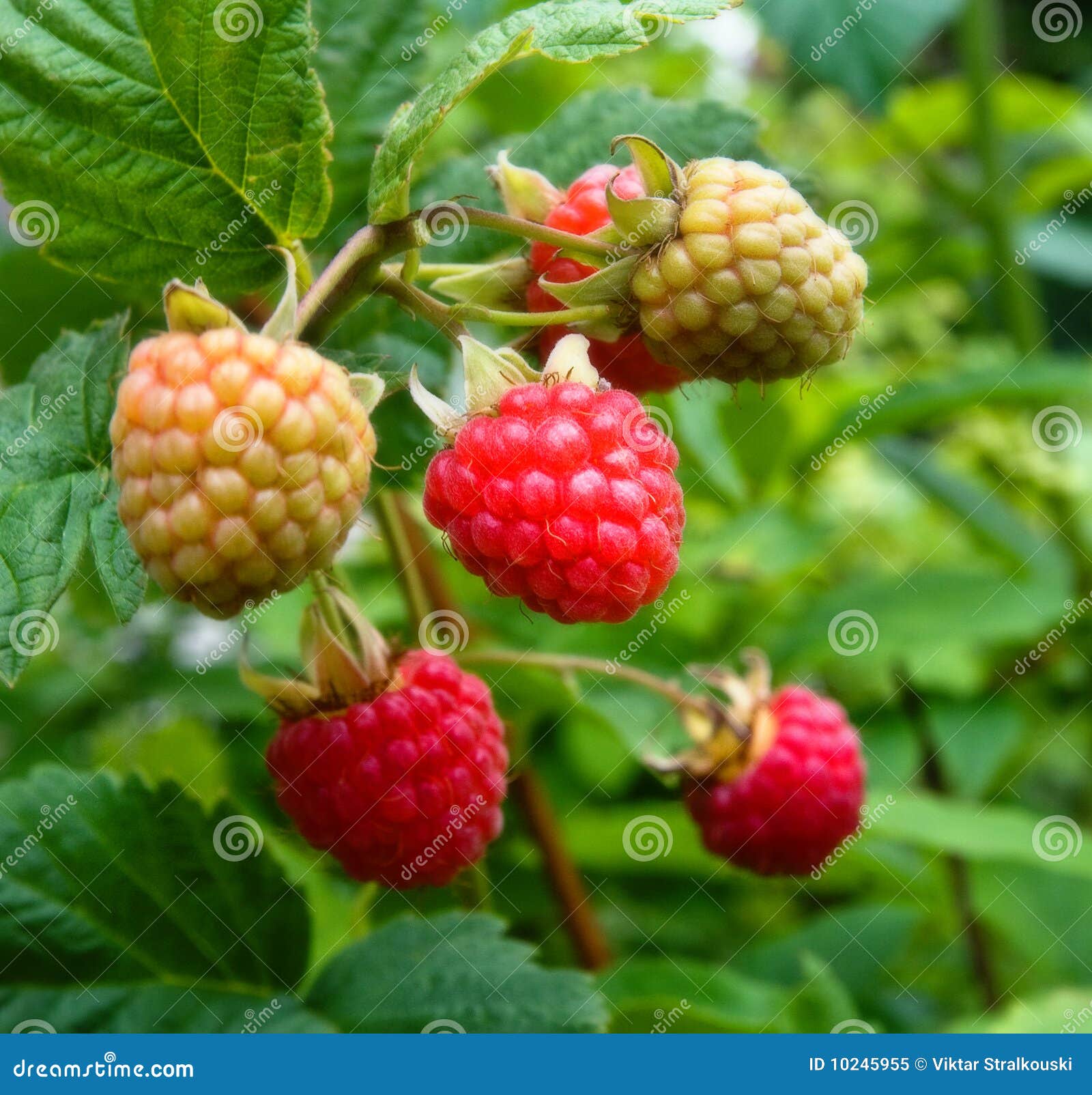 Fresh ripe raspberries stock image. Image of branches - 10245955