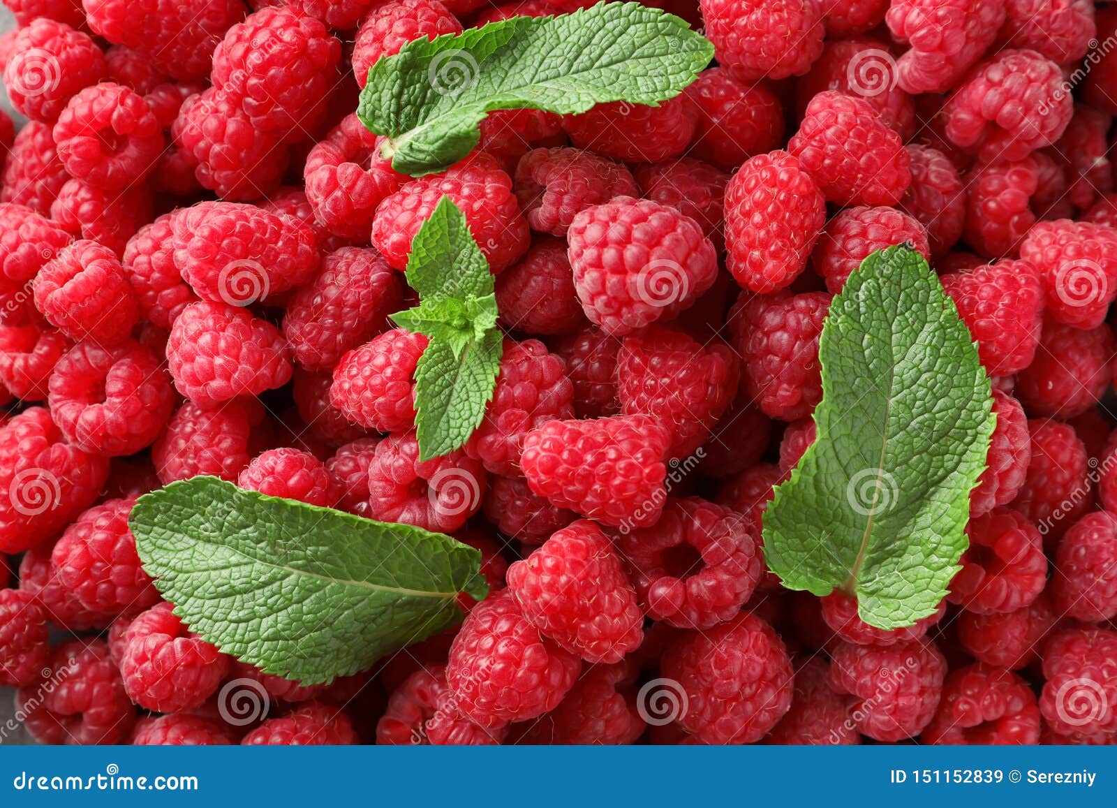 Fresh Ripe Raspberries with Mint Leaves As Background Stock Image ...