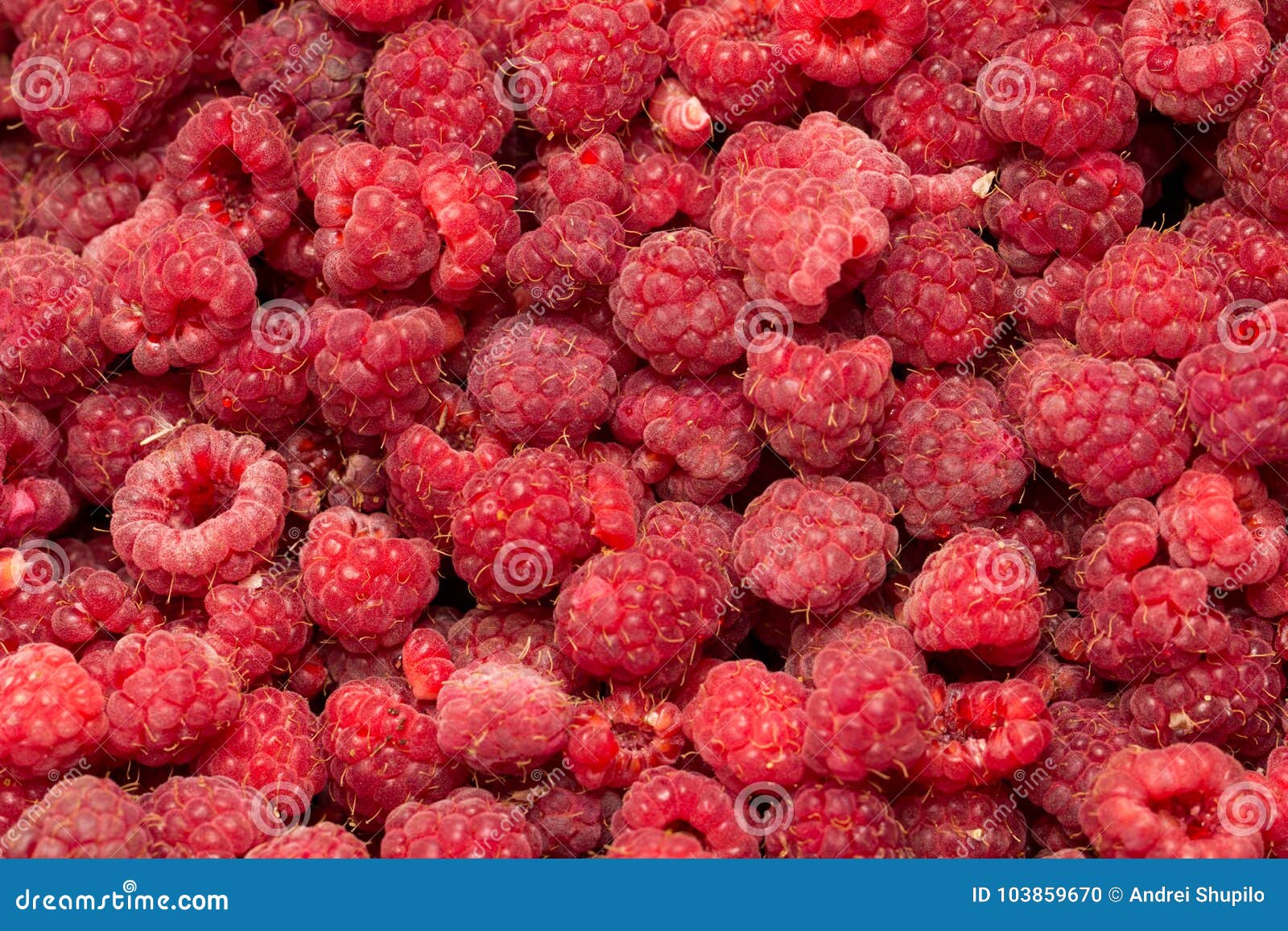 Fresh Ripe Raspberry As a Background Stock Photo - Image of natural ...