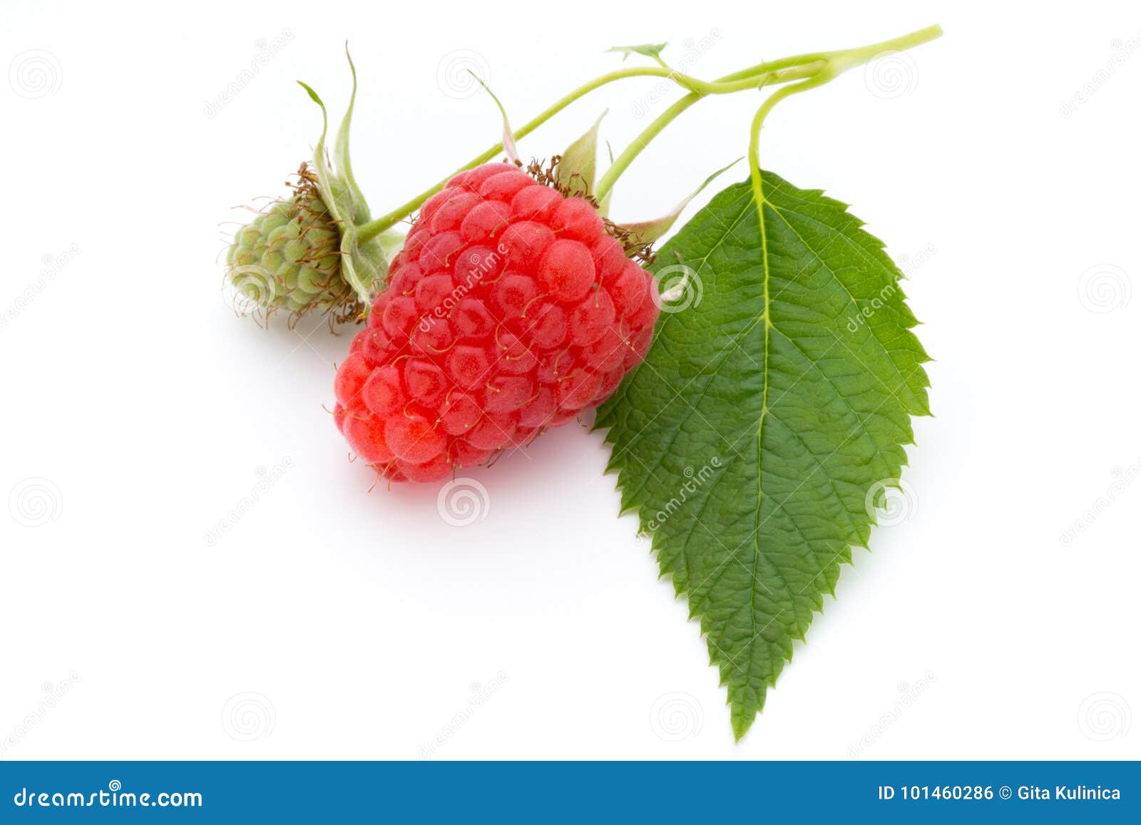 Fresh Ripe Raspberry With Leaf Isolated On The White Background Stock