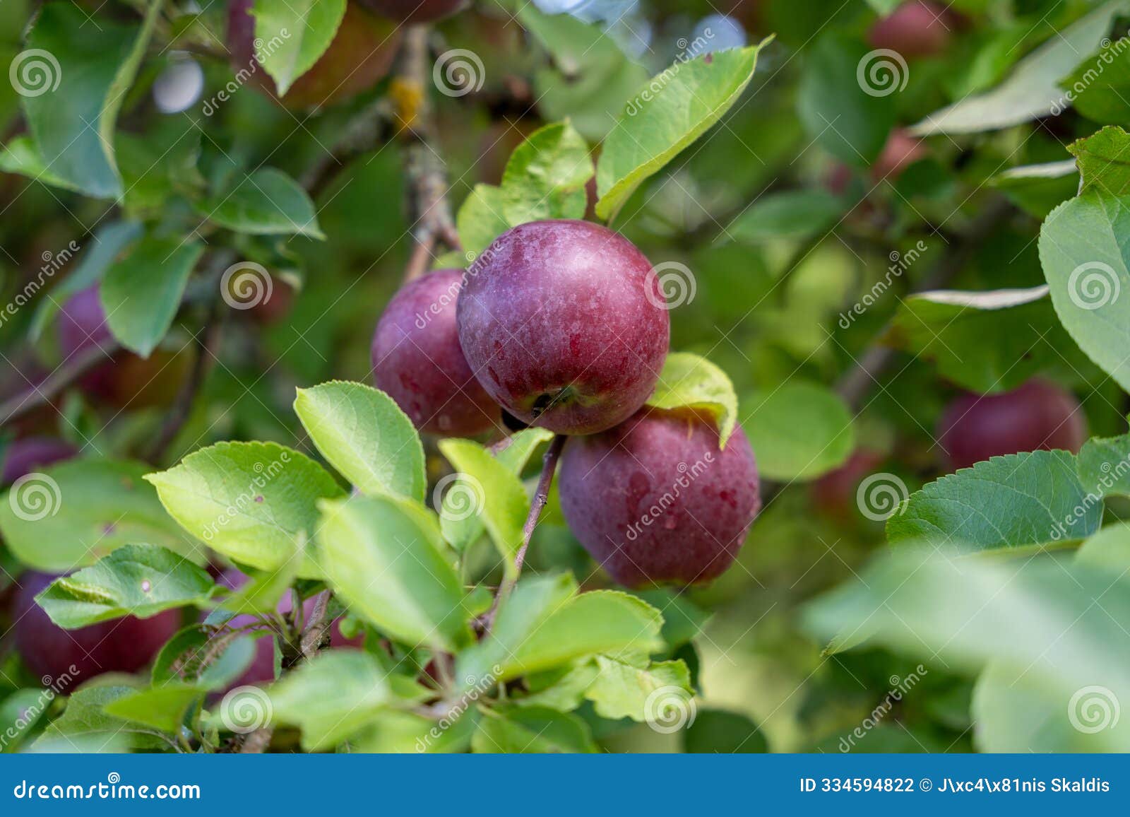 Fresh Ripe Red Apples Growing on Apple Tree Branch Stock Photo - Image ...