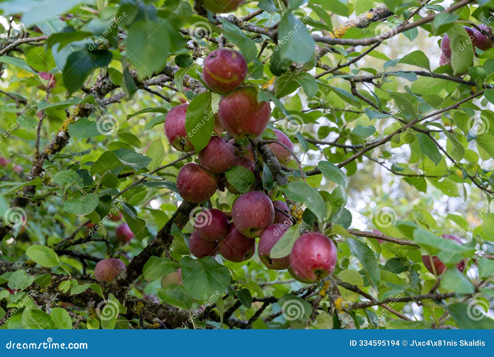 Fresh Ripe Red Apples Growing on Apple Tree Branch Stock Photo - Image ...