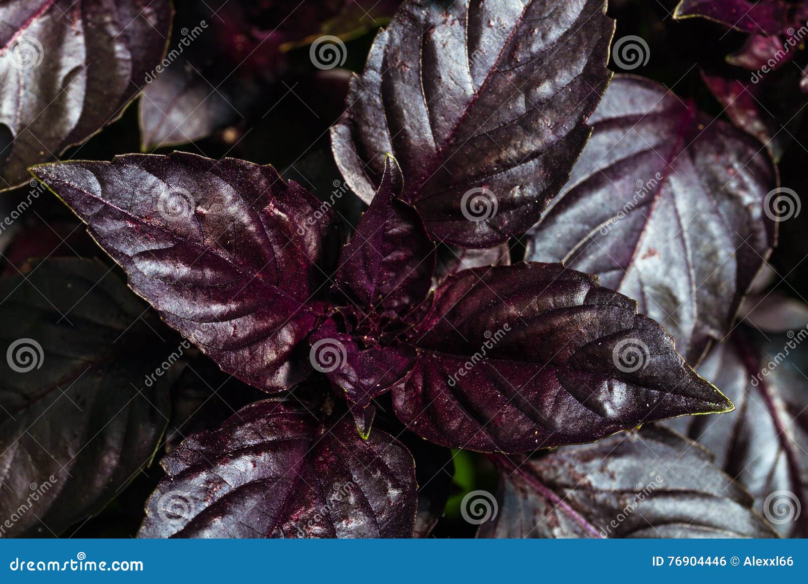 Fresh ripe red basil stock photo. Image of spice, herbal - 76904446