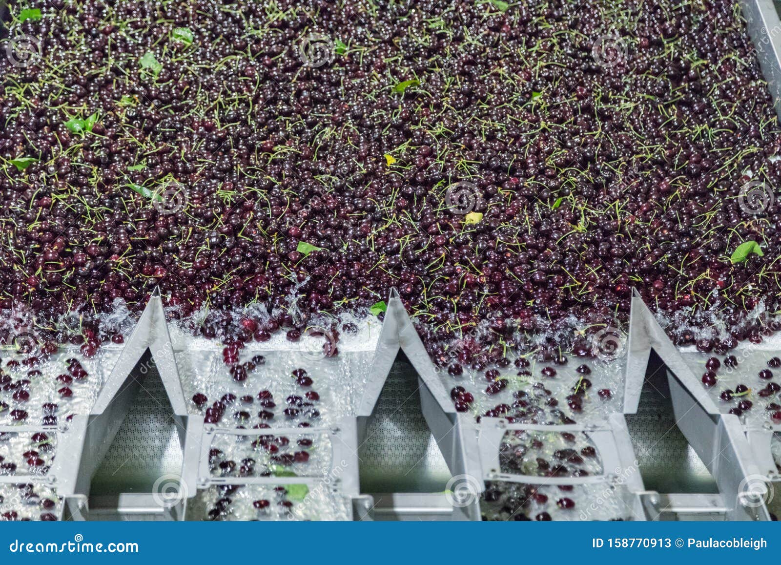 Fresh Ripe Red Bing Cherries in a Packing Warehouse Stock Image - Image ...
