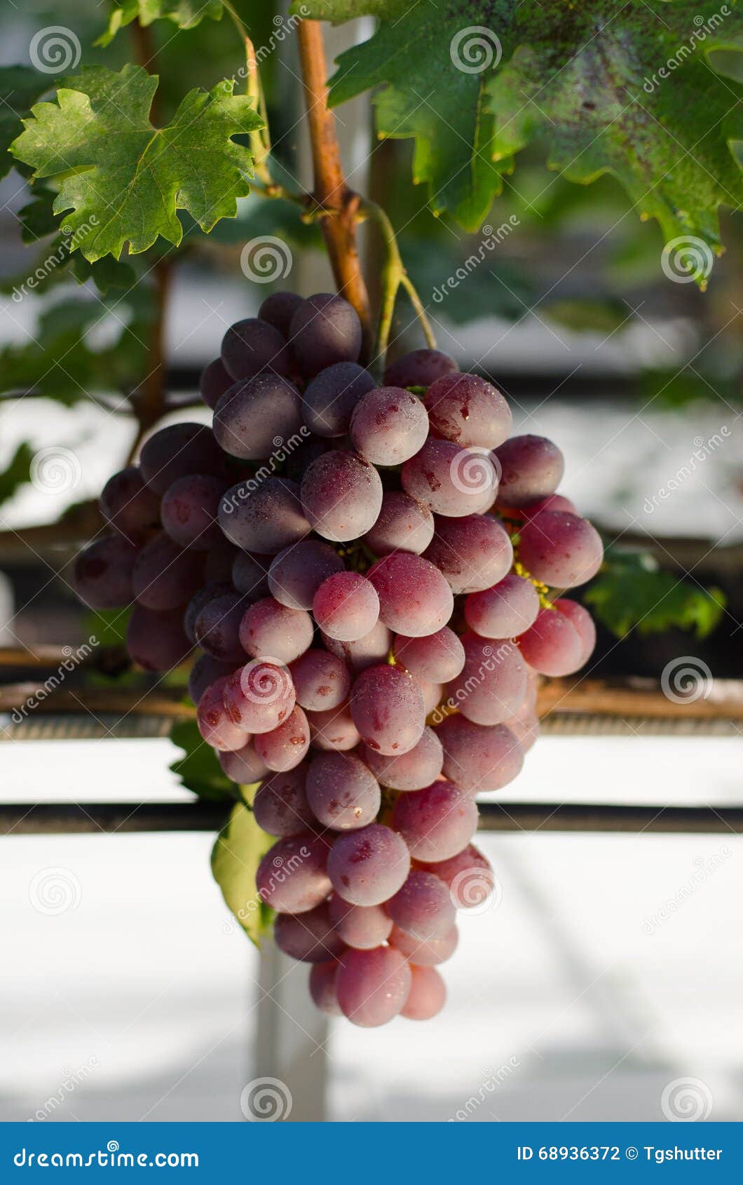 Fresh ripe red grape stock photo. Image of color, plant - 68936372