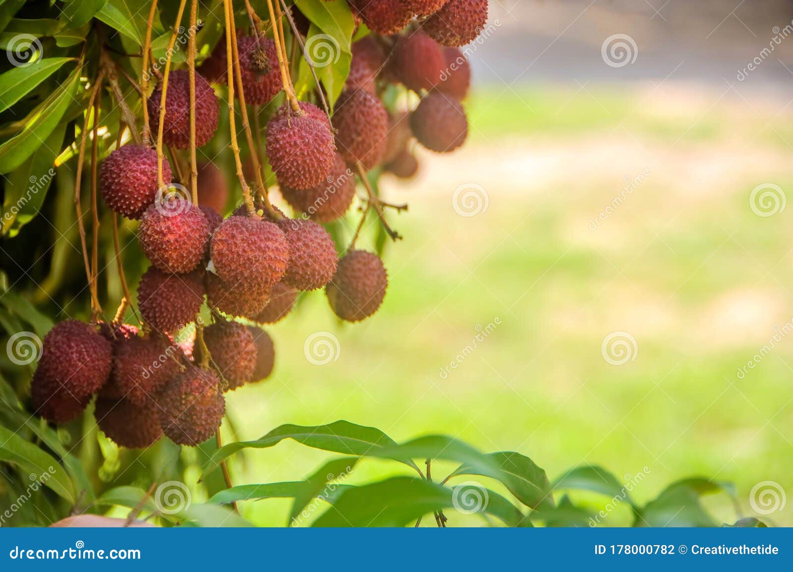 Fresh Ripe Red Lychee Fruit Hang on the Lychee Tree in the Garden Stock ...