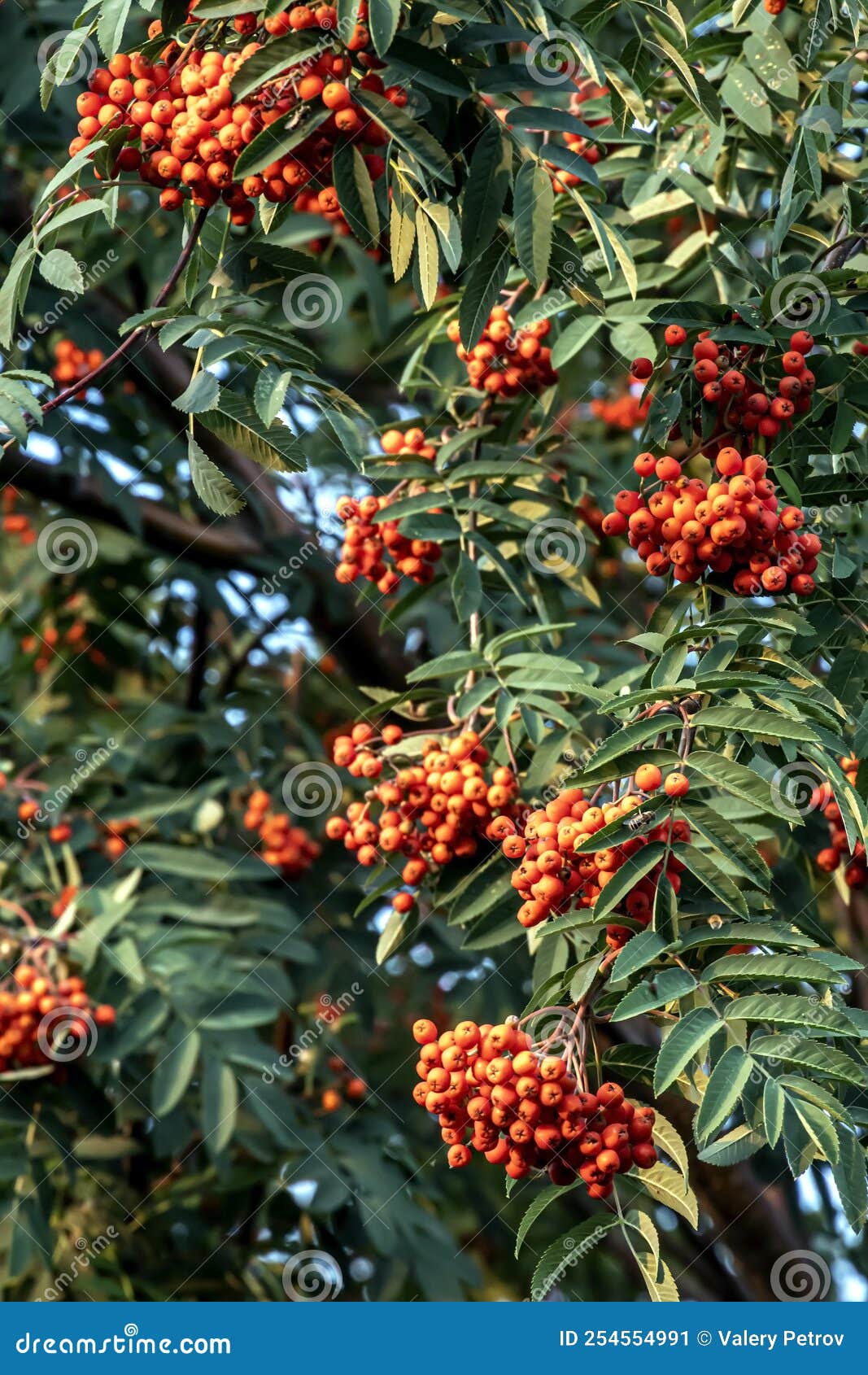 Fresh Ripe Red Mountain Ash on Branches Stock Image - Image of leaves ...