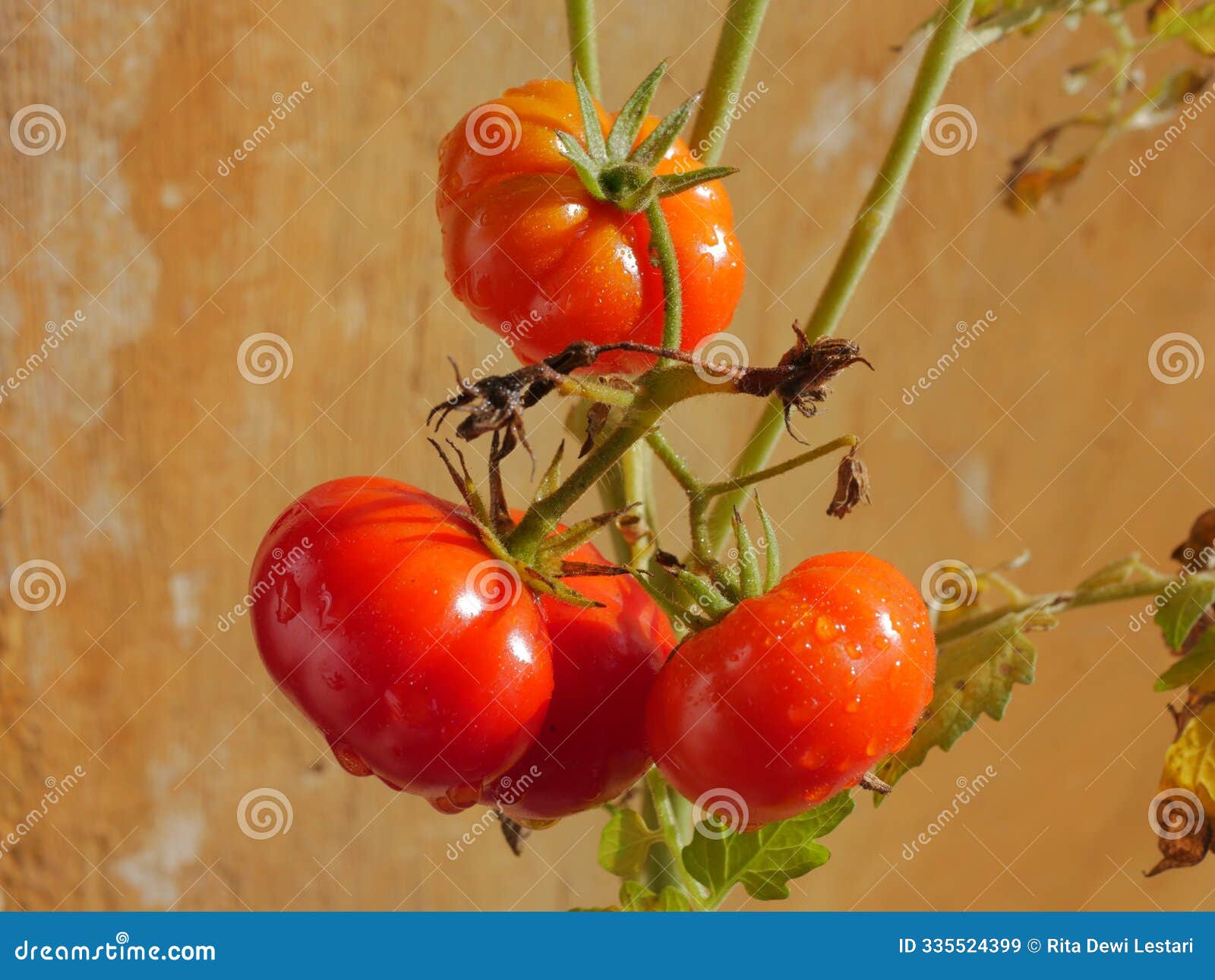 Fresh Ripe Rose Tomatoes on the Tree, Tomato Fruit, Close Up Stock ...