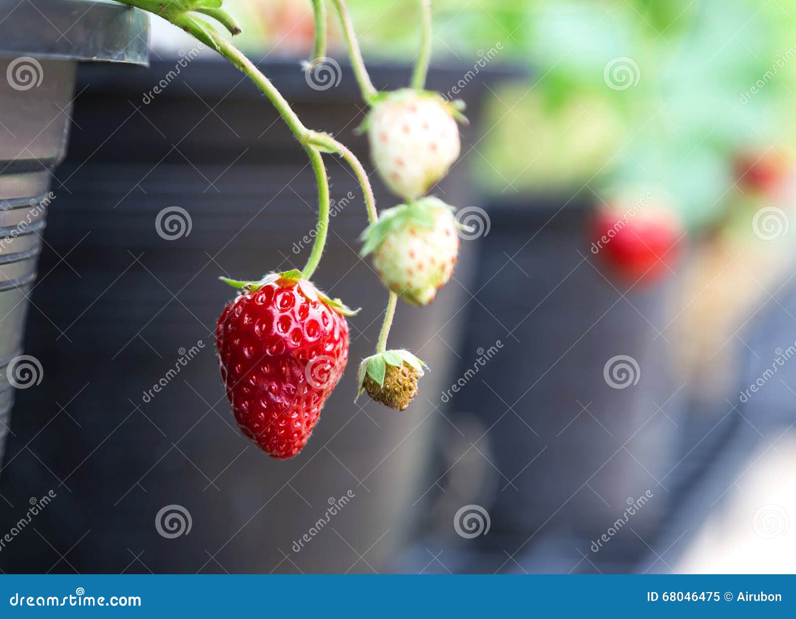 Fresh Ripe Strawberries on Tree. Stock Image - Image of color, green ...