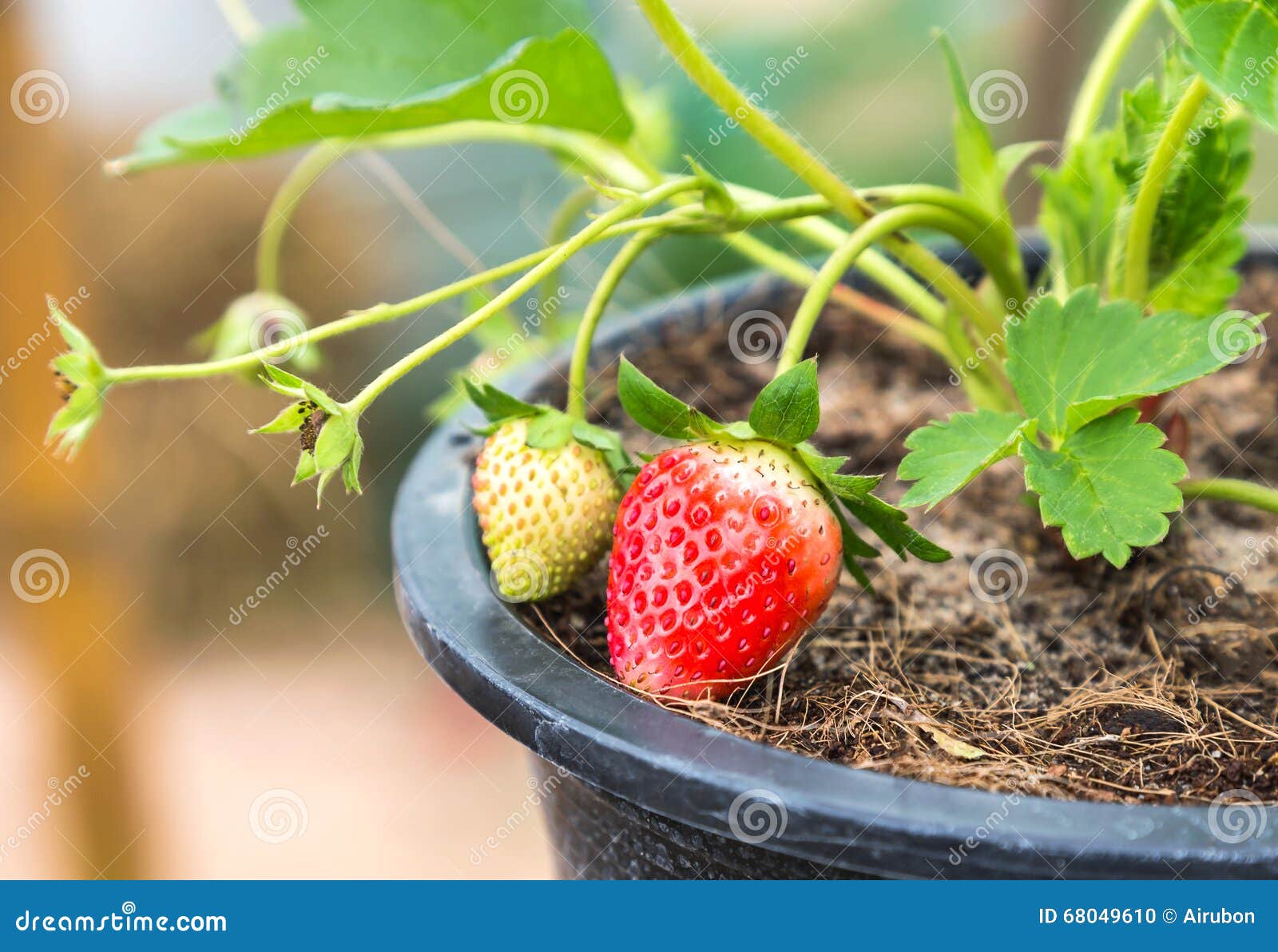 Fresh Ripe Strawberries on Tree. Stock Photo - Image of nature, culture ...