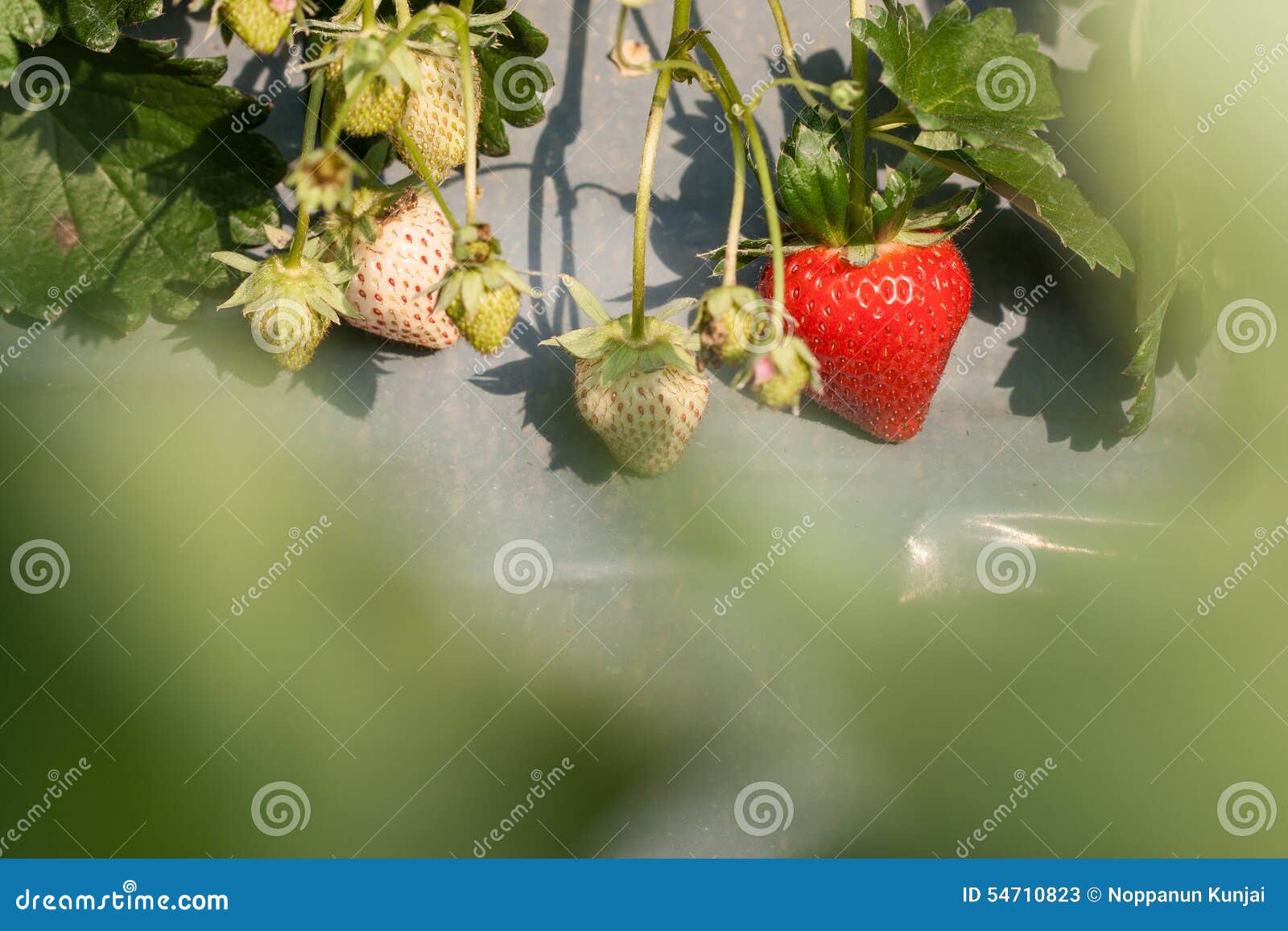 Fresh Ripe Strawberry on the Branch. Stock Image - Image of herb ...