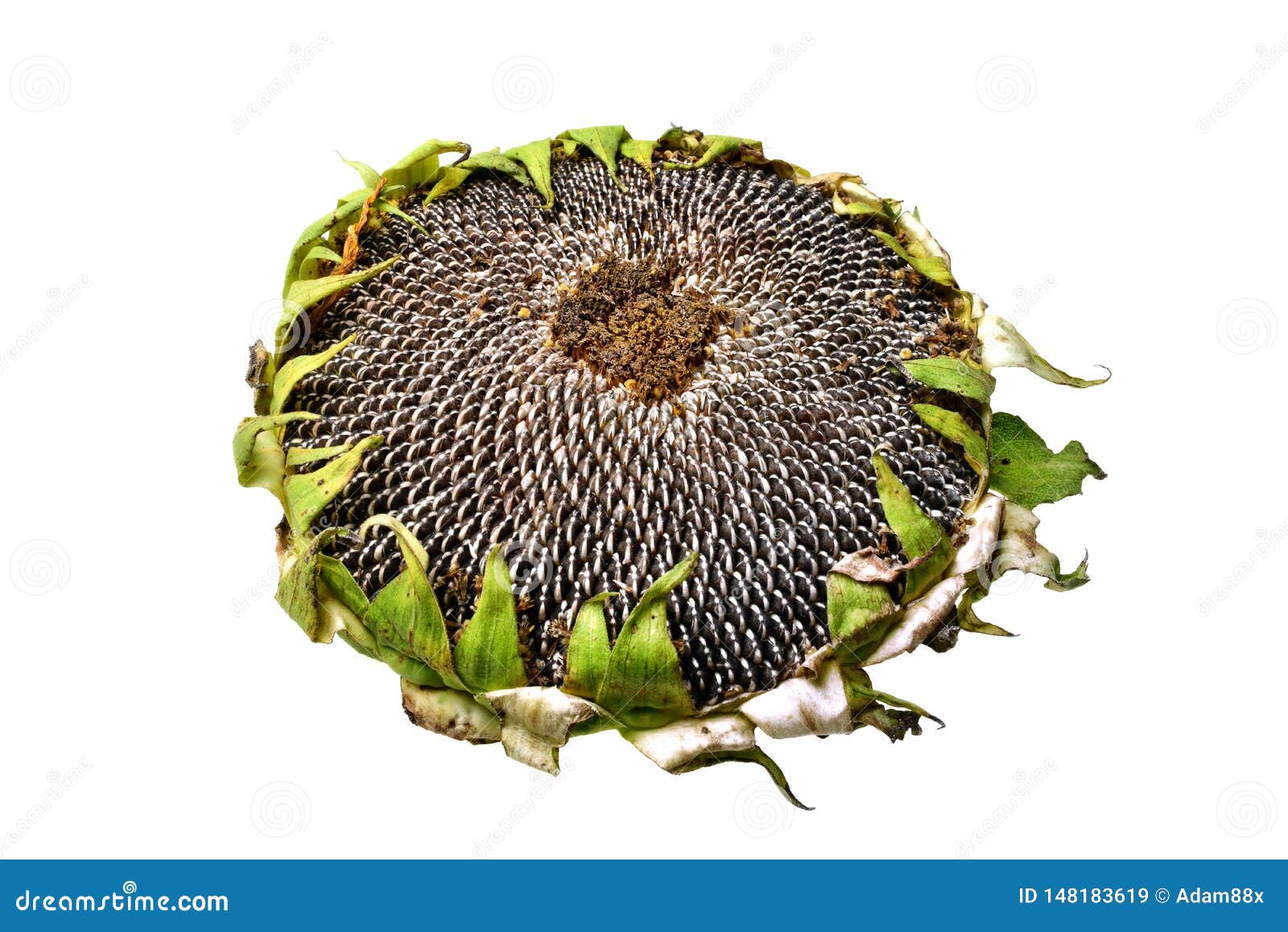 Fresh Ripe Sunflower Seeds Isolated Stock Image - Image of closeup ...