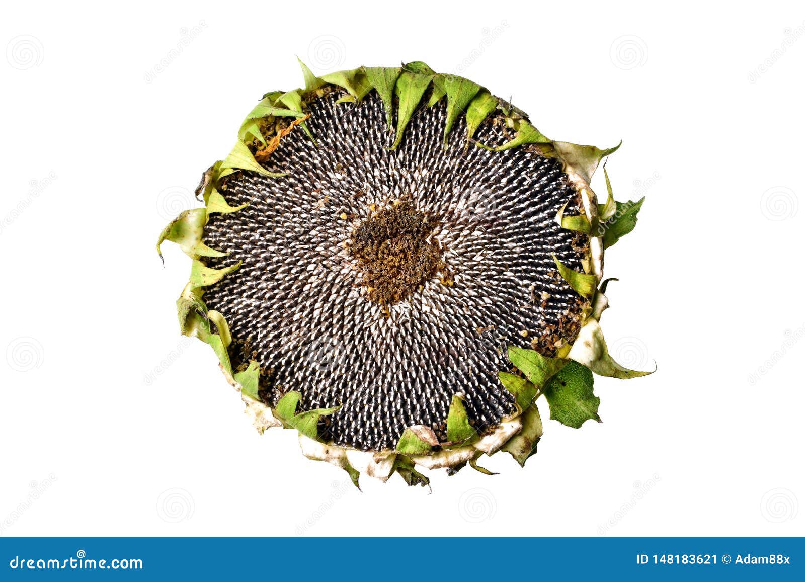 Fresh Ripe Sunflower Seeds Isolated Stock Image - Image of nutrition ...