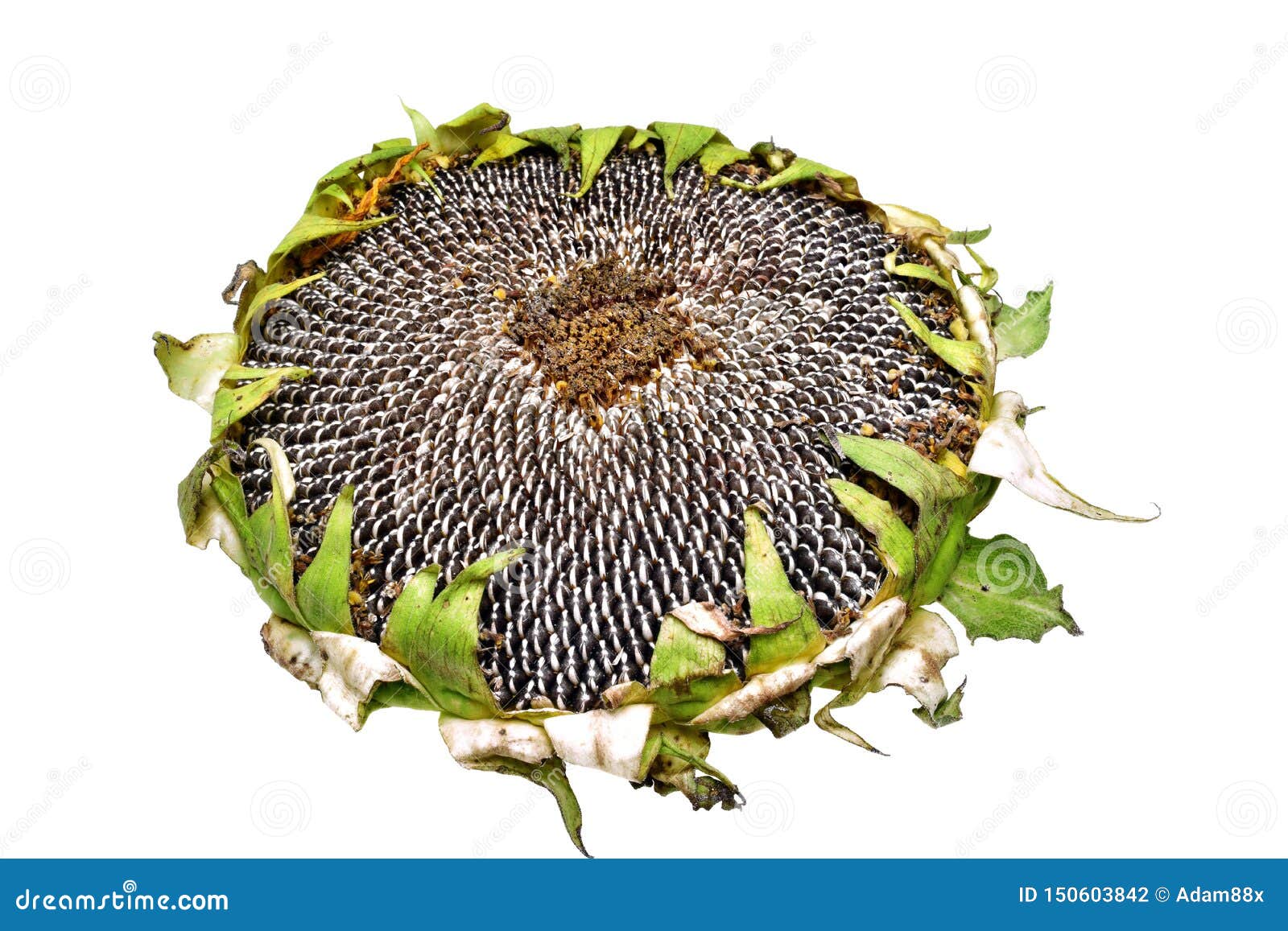 Fresh Ripe Sunflower Seeds Isolated Stock Photo - Image of flower ...