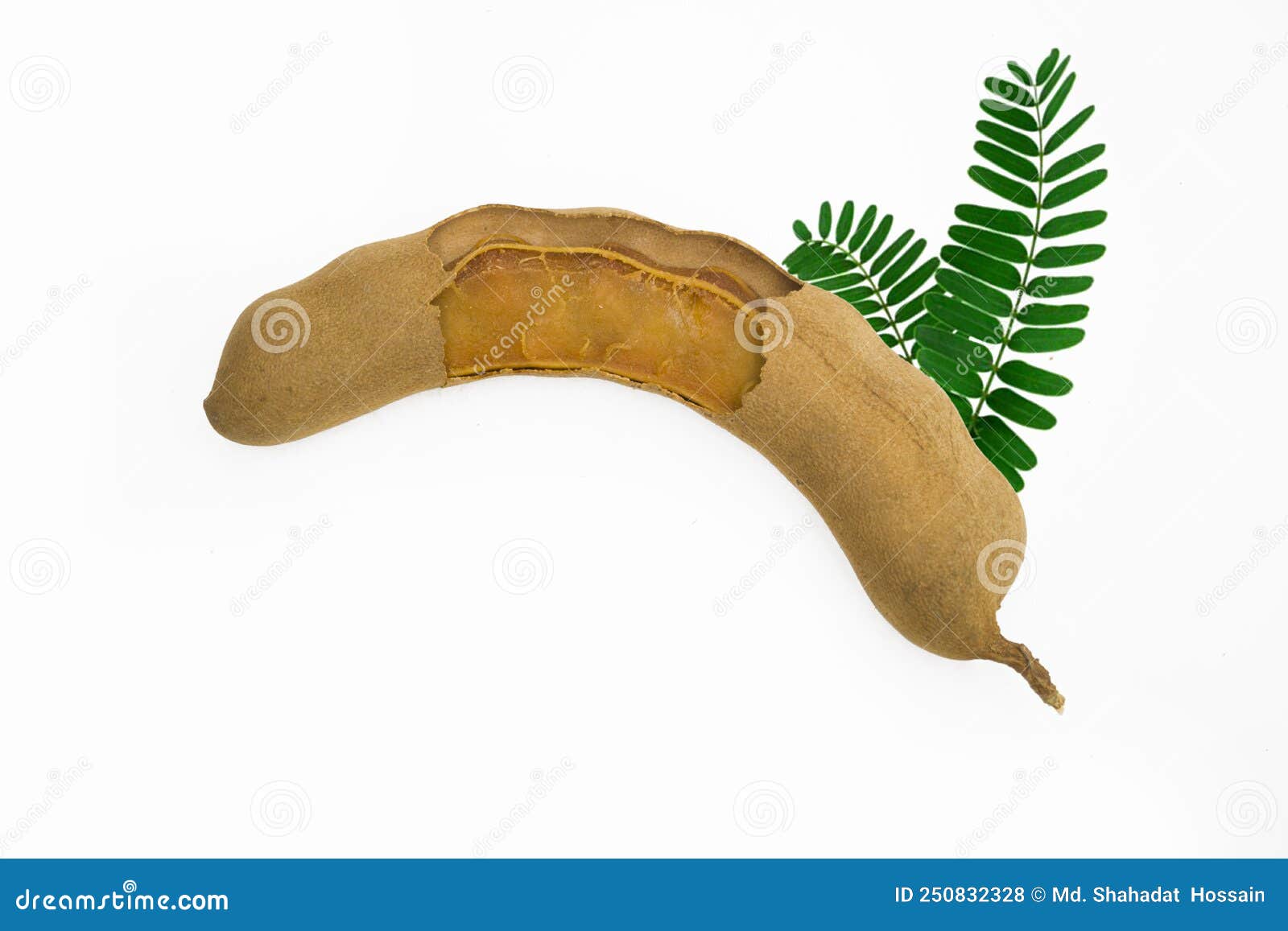 Fresh Ripe Tamarind with Leaves Isolated on a White Background Stock ...