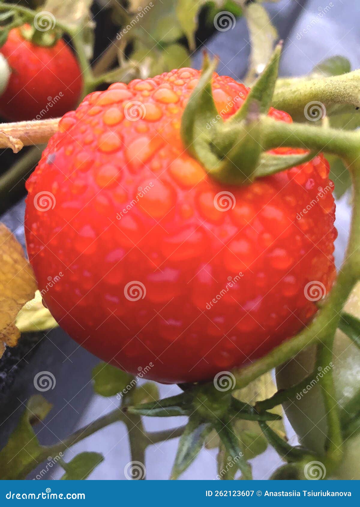 Fresh, Ripe Tomato Grown in the Mountains Stock Image - Image of ...