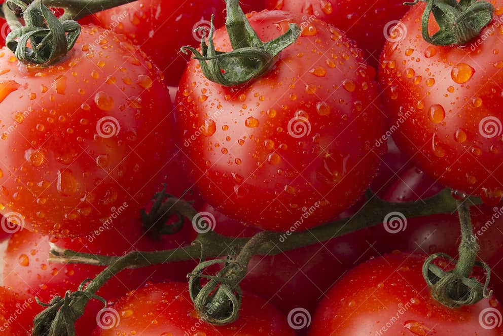 Fresh Ripe Tomatoes on the Vine Stock Image - Image of meal, nutrition ...