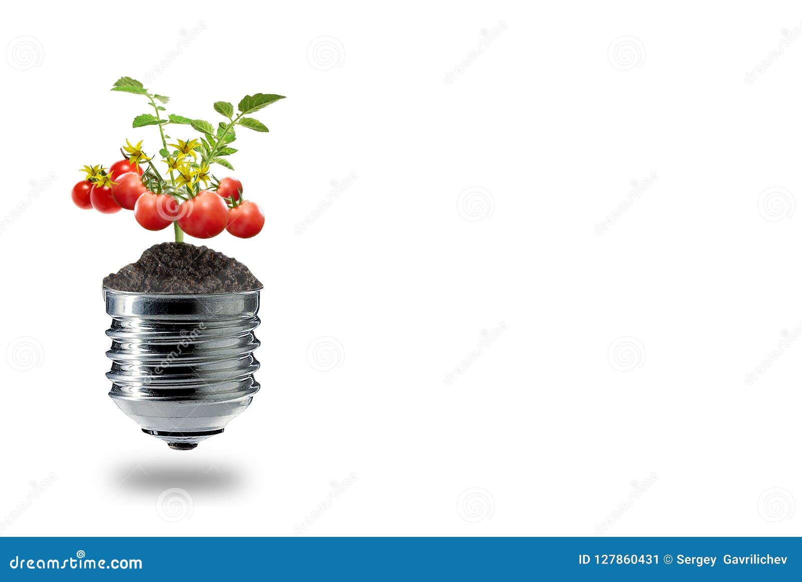 Fresh Ripe Tomatos on Green Energy Stock Image - Image of energy ...