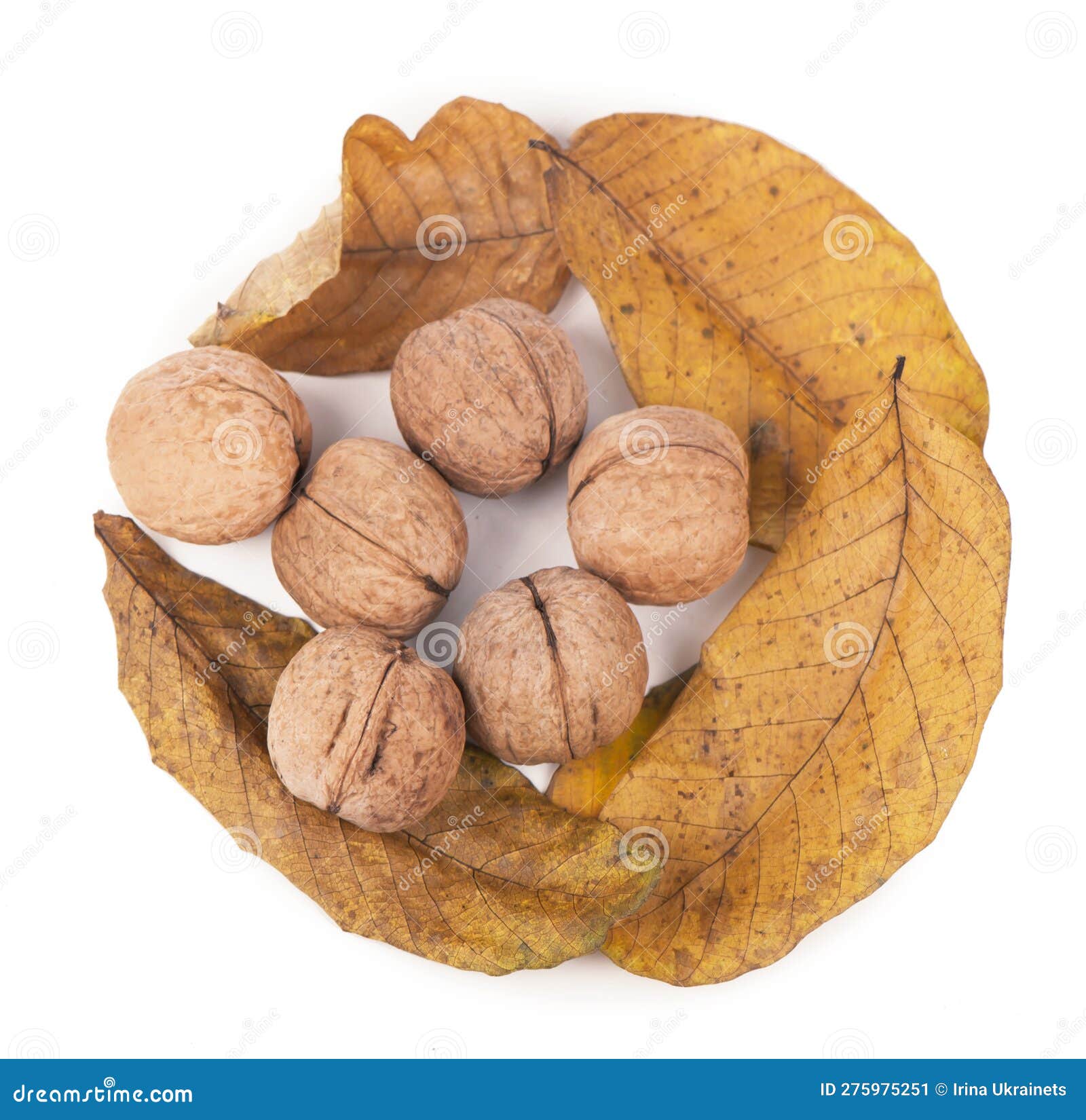 Fresh Ripe Walnut with Dried Leaves Isolated on a White Background ...