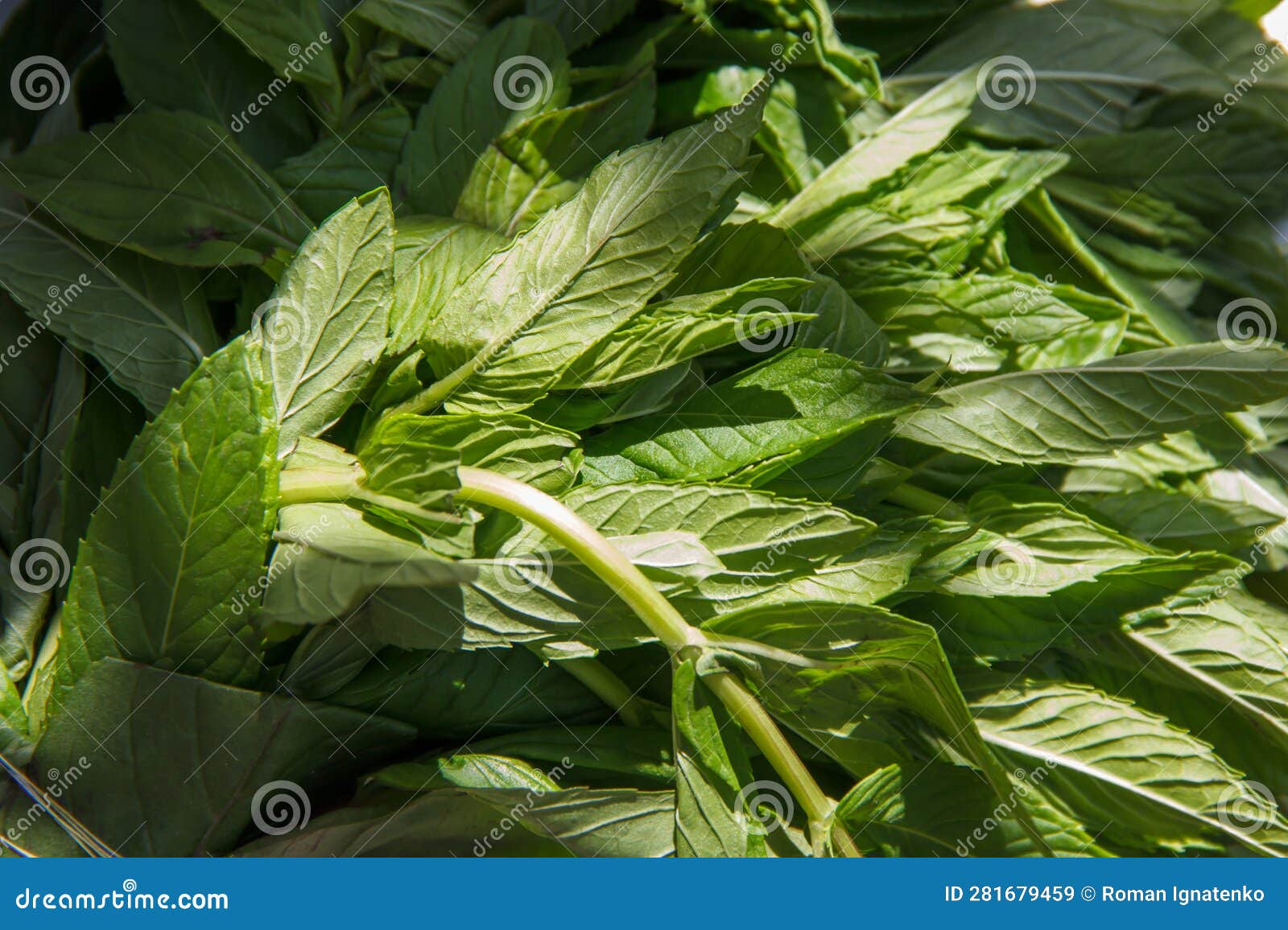 Fresh Ripped Peppermint Stems on a Sunny Day Stock Image - Image of ...