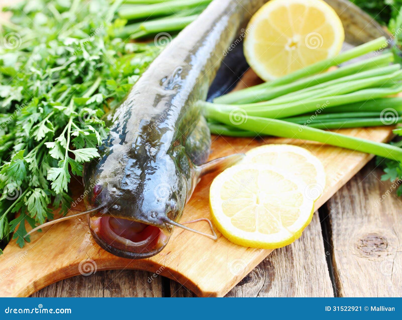 River Catfish. Alive Fresh Fish Isolated On Natural Green Background ...