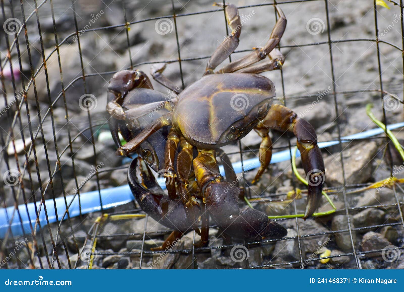 Fresh river crabs. stock image. Image of crabs, fish - 241468371