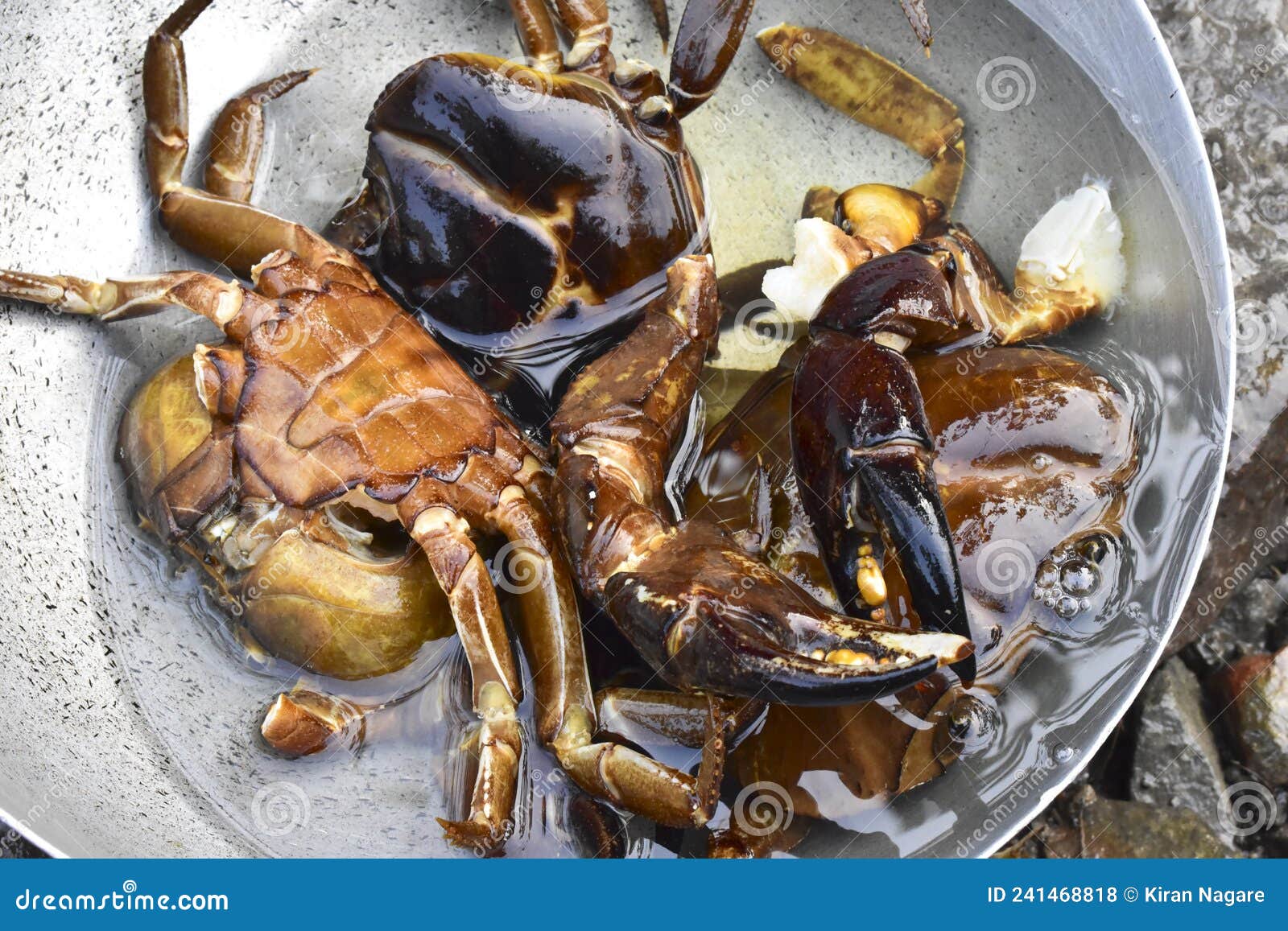 Fresh river crabs. stock photo. Image of nature, fish - 241468818