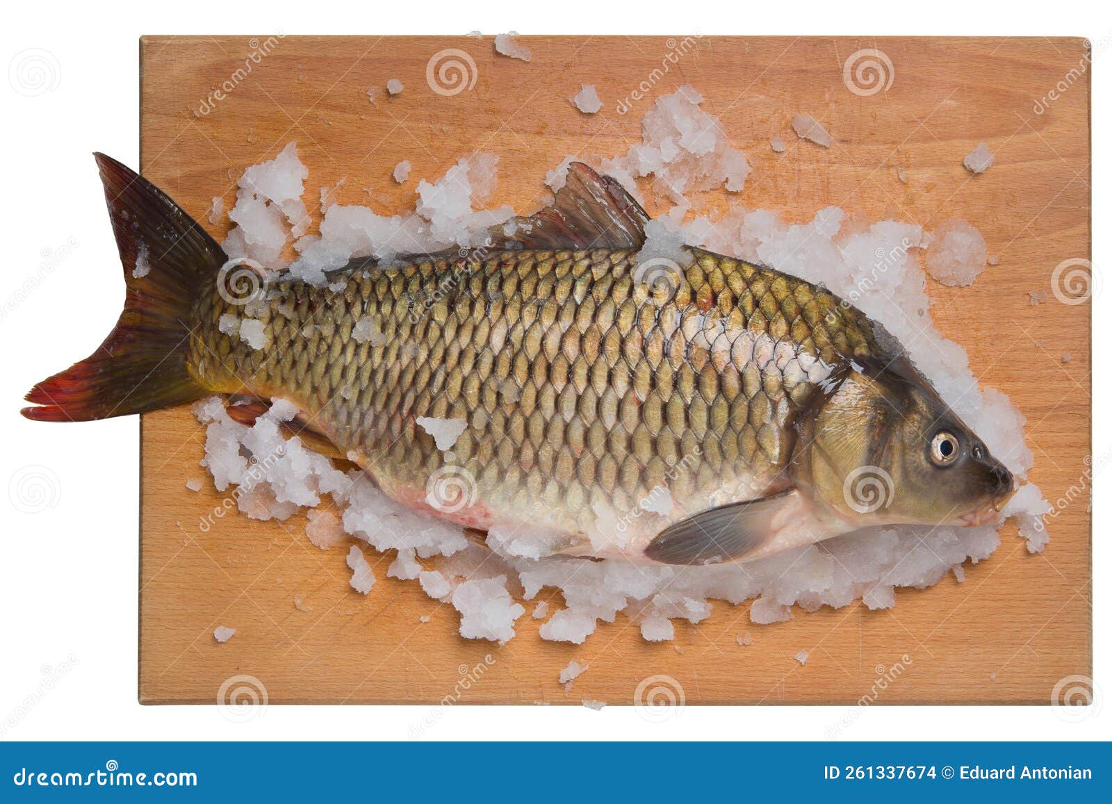 Fresh River Fish Carp, on a Cutting Board, Surrounded by Ice and Snow ...