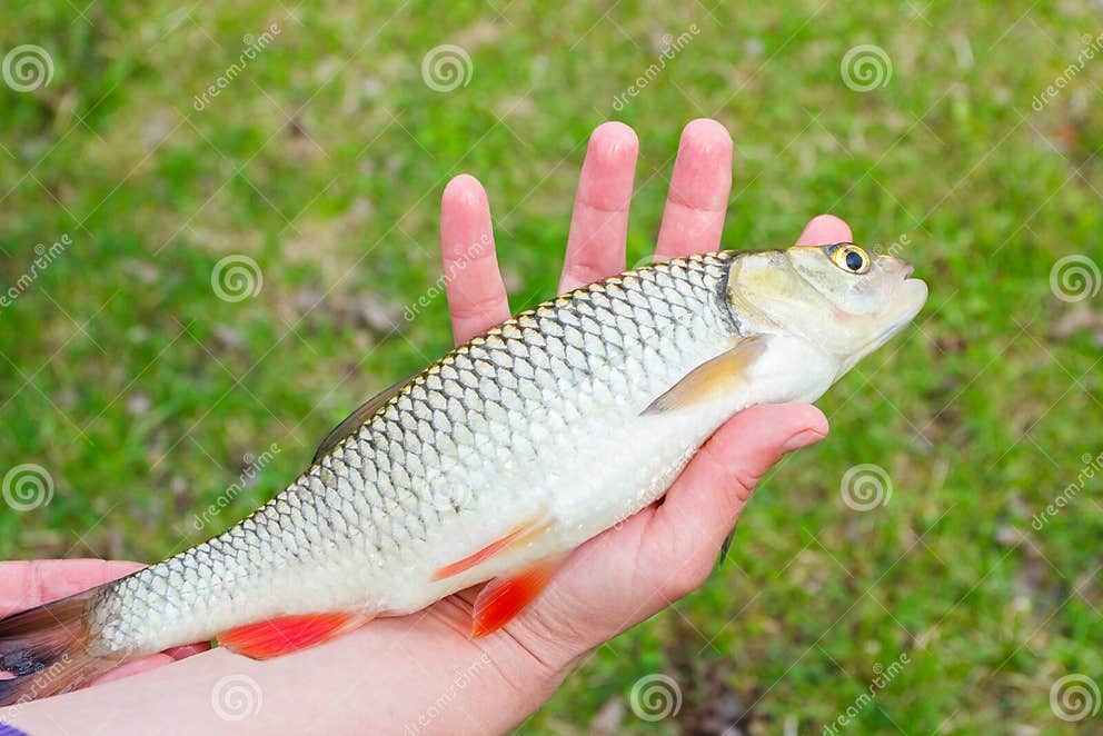 Fresh River Fish Chub, Blured Background Stock Image - Image of hold ...