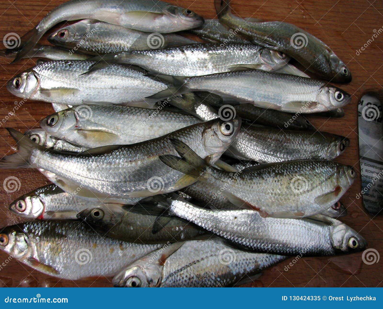 Fresh river fish stock image. Image of ingredient, tasty - 130424335