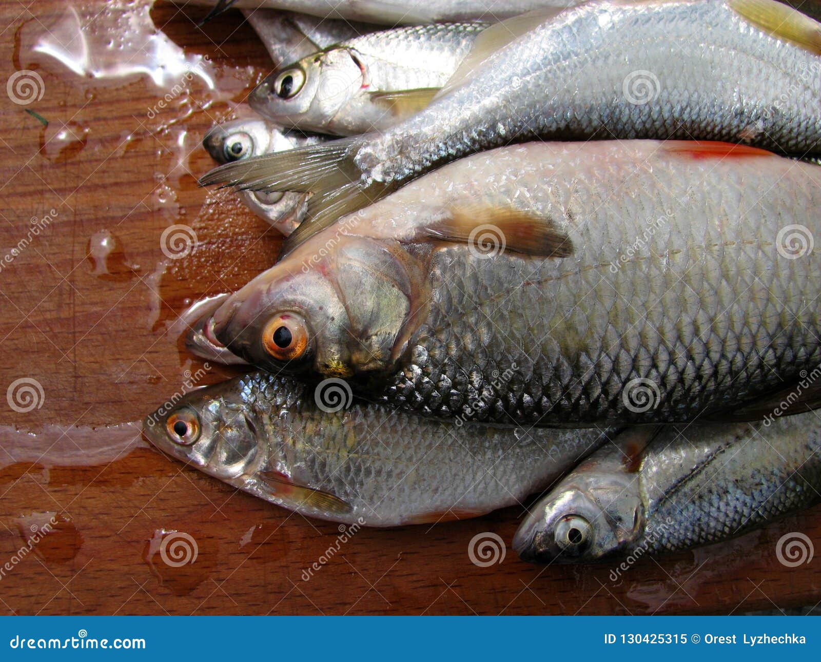 Fresh river fish stock image. Image of gourmet, delicious - 130425315