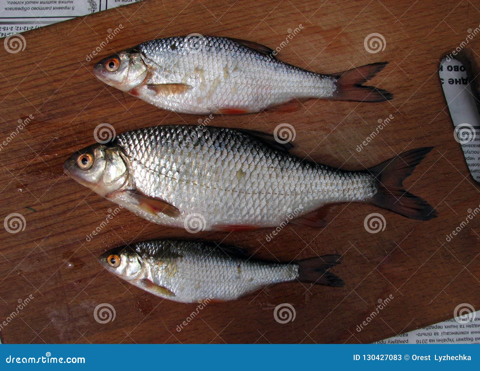 Fresh river fish stock image. Image of cook, fish, animal - 130427083