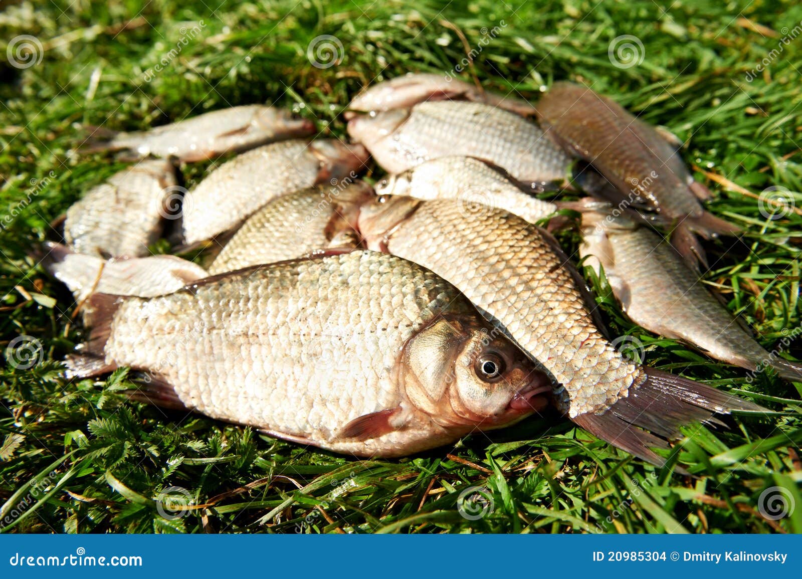 Fresh river fish on grass stock photo. Image of catch - 20985304