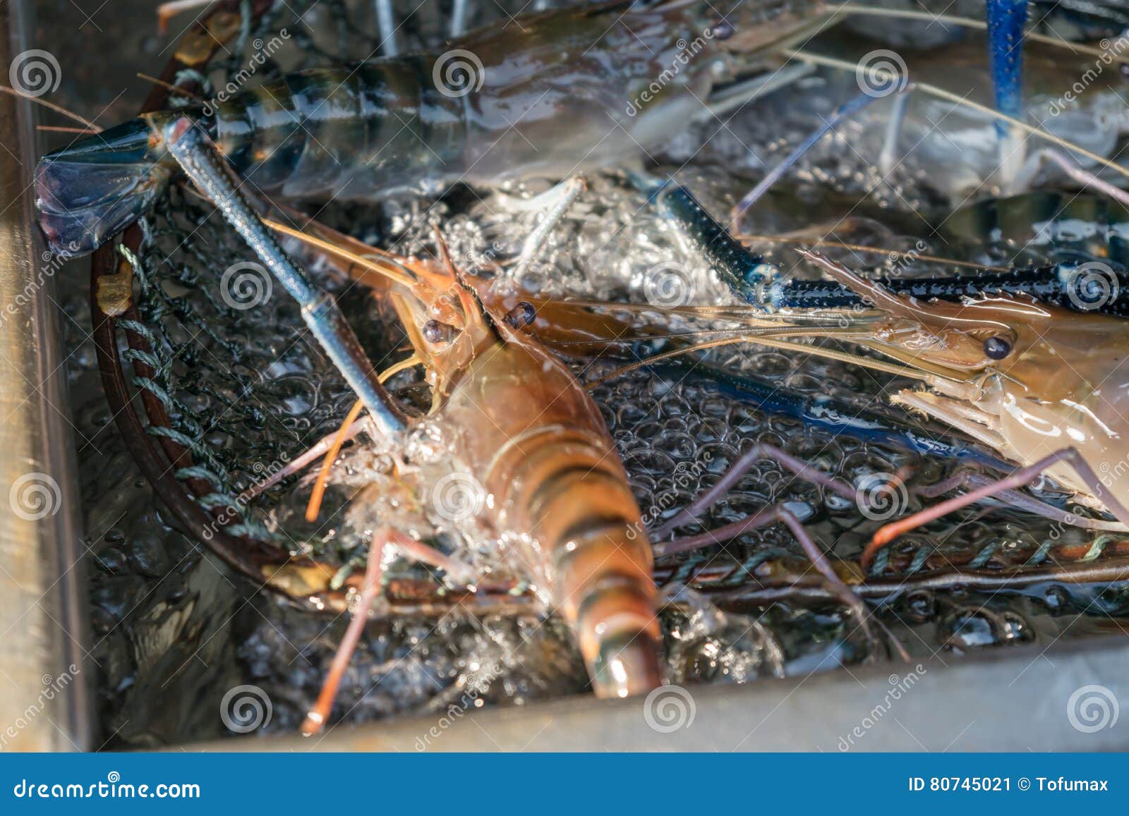 Fresh river prawns stock image. Image of market, seafood - 80745021