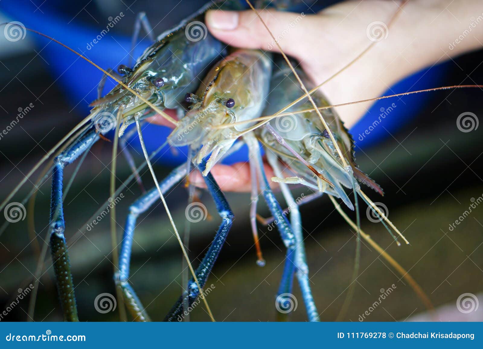 Fresh river prawns in hand stock photo. Image of food - 111769278