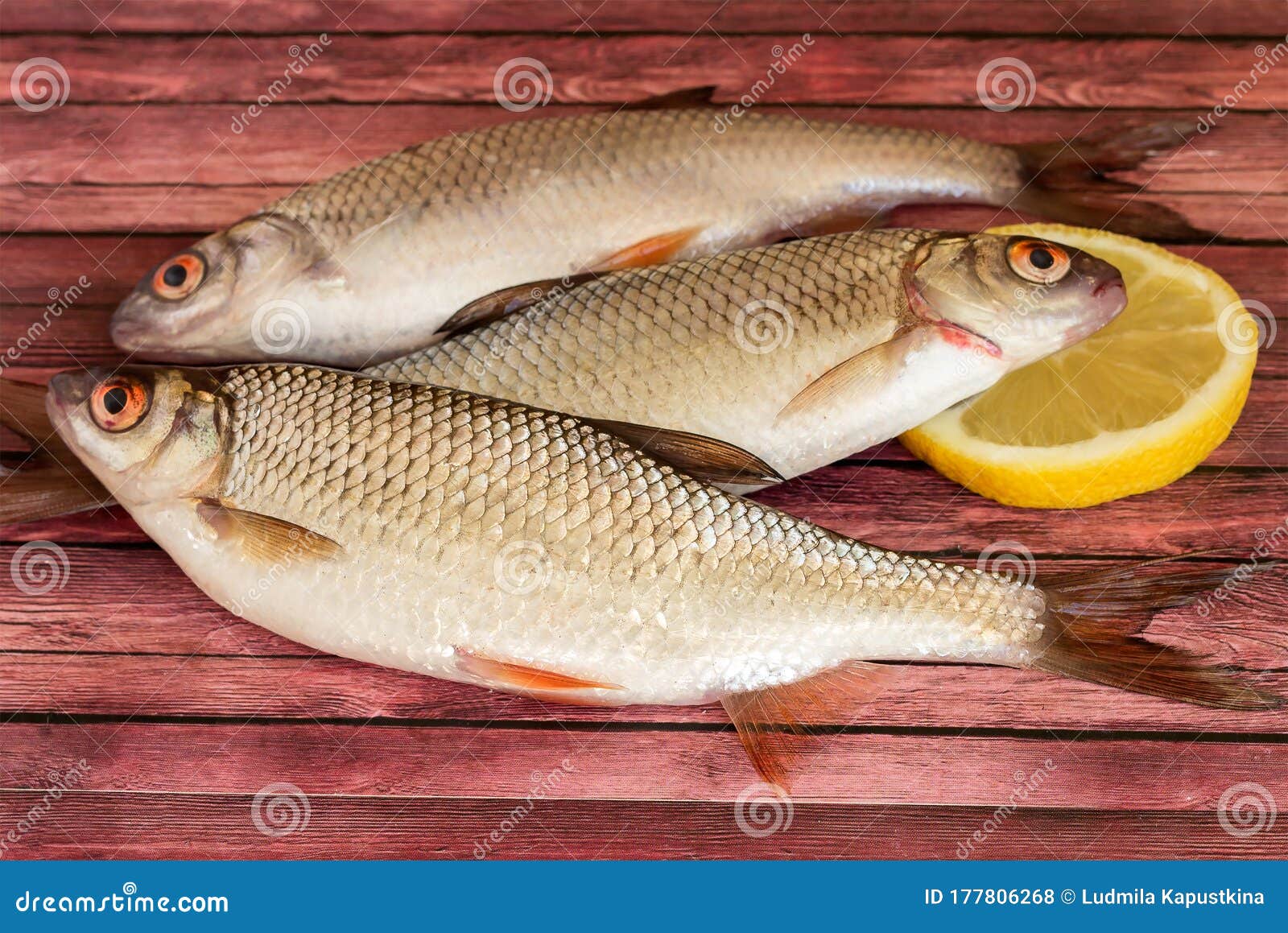 Raw Fresh Roach Fish on a Hard Surface. Stock Photo - Image of fishing ...