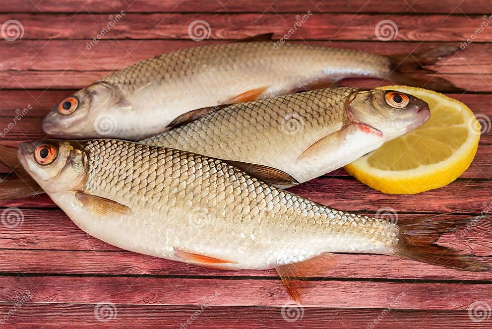 Raw Fresh Roach Fish on a Hard Surface. Stock Photo - Image of fishing ...