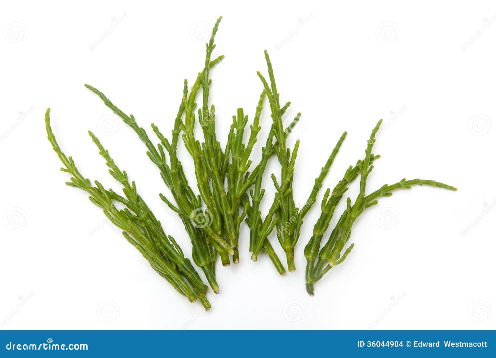 Rock Samphire Aka Crithmum Maritimum In Flower. North Devon Coast, UK ...