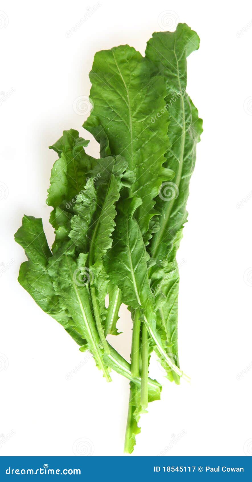 Fresh rocket leaves stock image. Image of food, vertical - 18545117