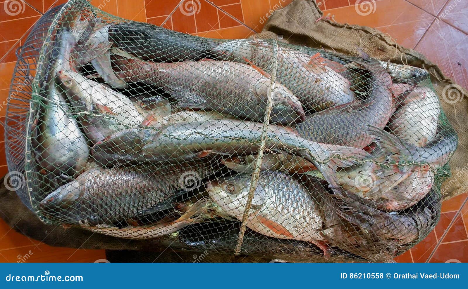 Fresh Rohu Fish in Mesh Bag Stock Photo - Image of water, market: 86210558