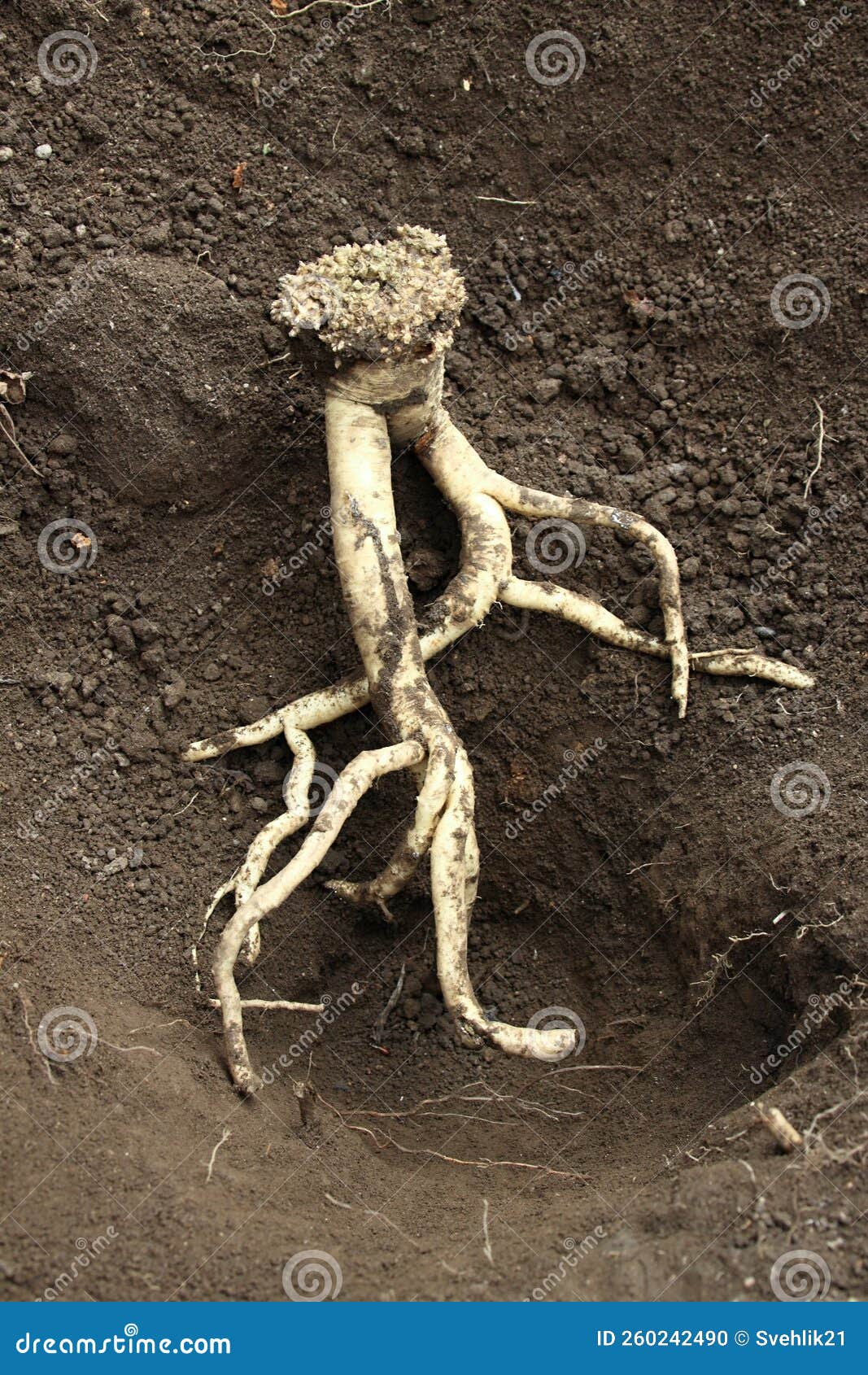 Dang Shen Root or Poor Man`s Ginseng, Lat. Codonopsis Pilosula Stock ...