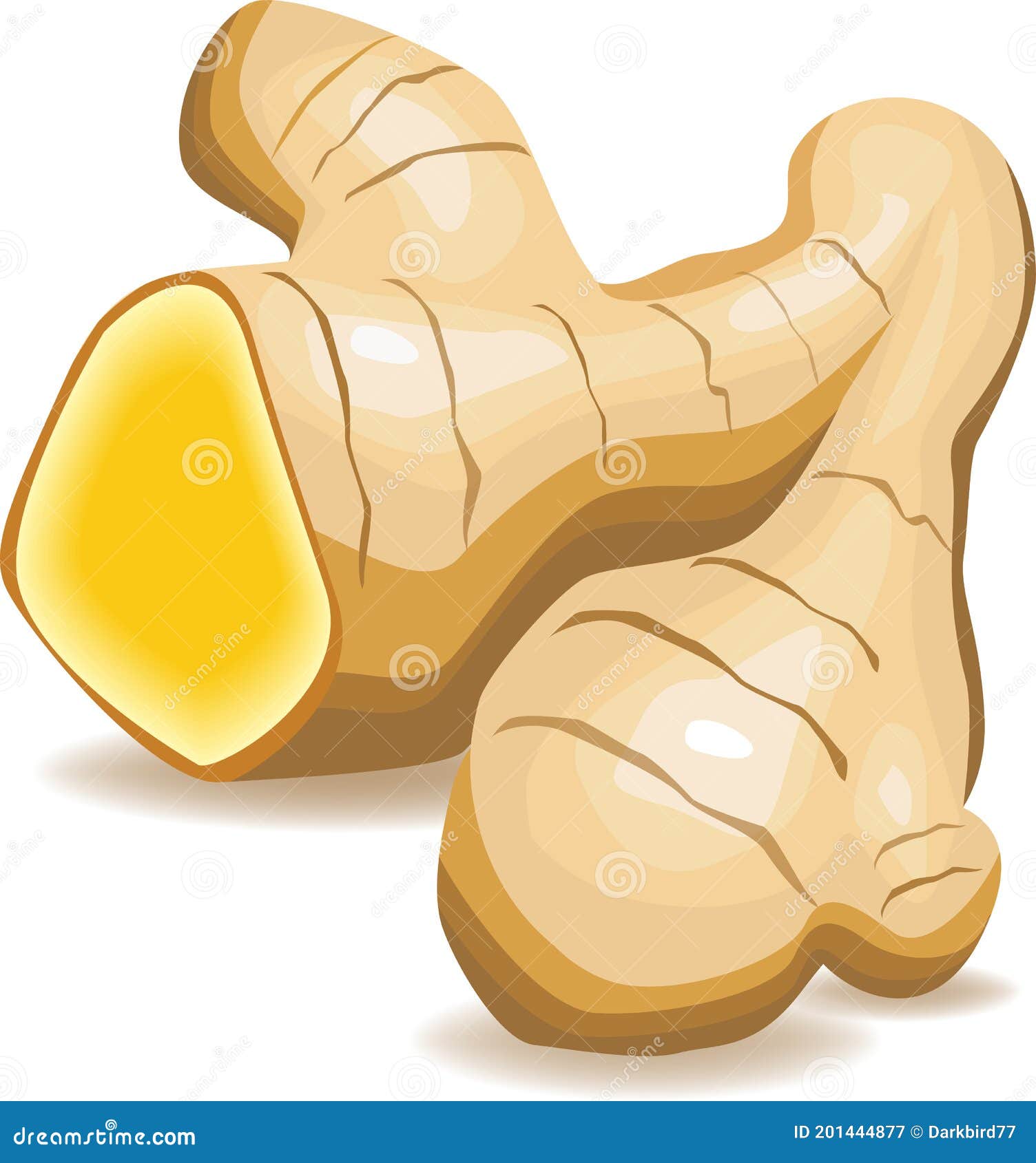 Fresh Root of Ginger. Vector Realistic Illustration Isolated Stock ...