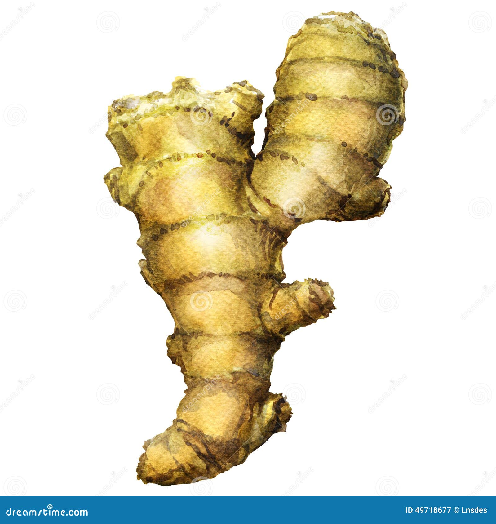 Fresh Root of Ginger on a White Background Stock Illustration ...