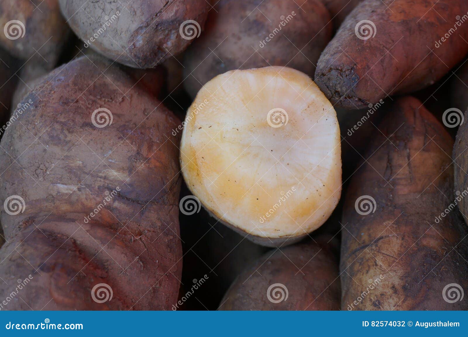 Fresh root of Yacon stock photo. Image of eating, ingredients - 82574032