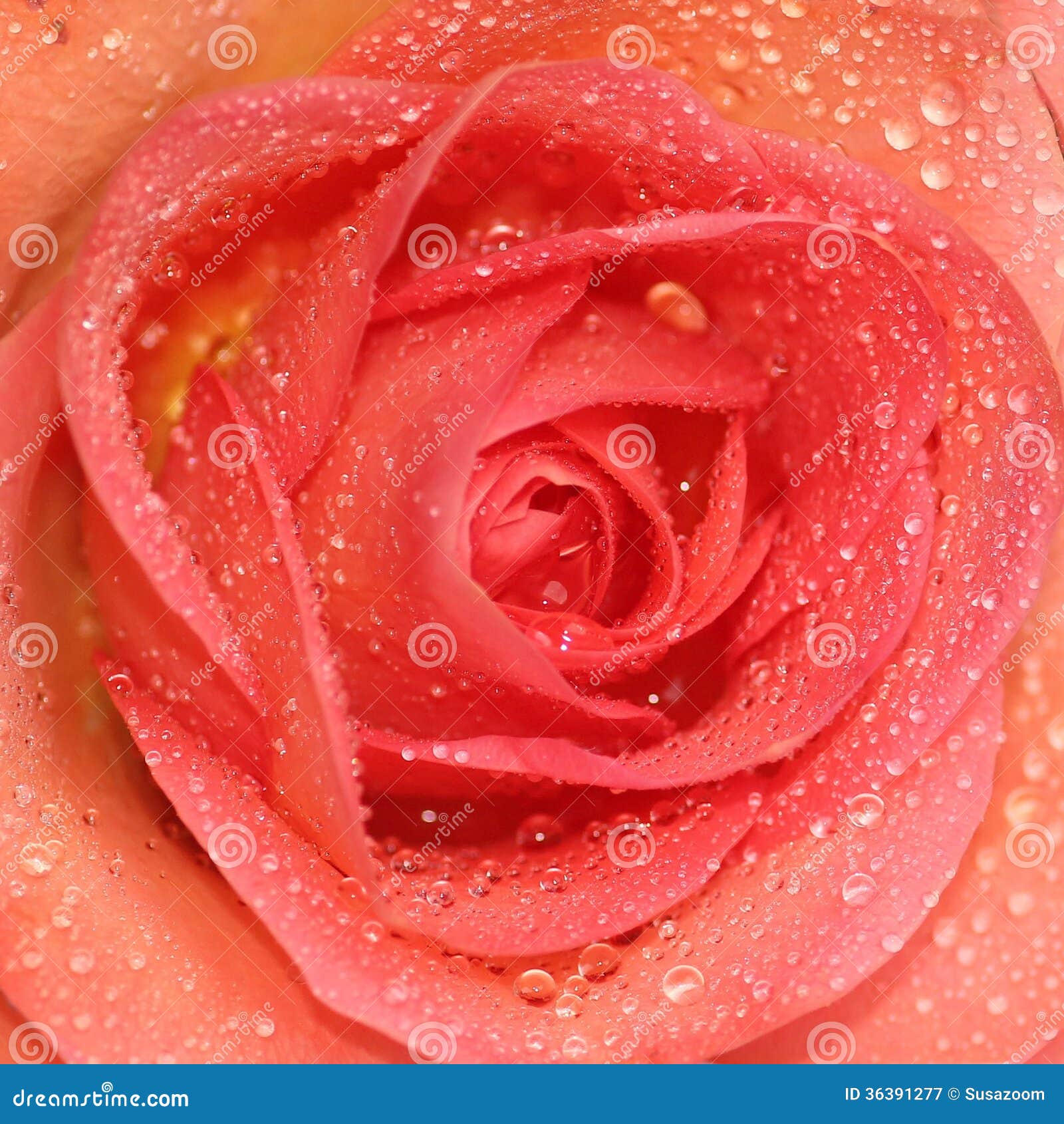Fresh rose with dew drops stock image. Image of beautiful - 36391277